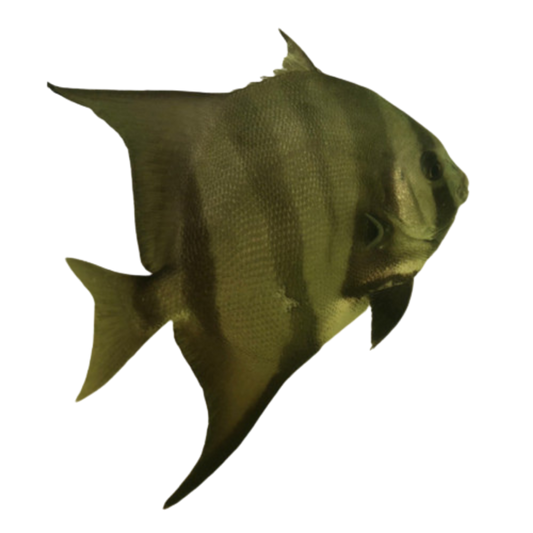 MISC. FISH – Foxy Saltwater Tropicals