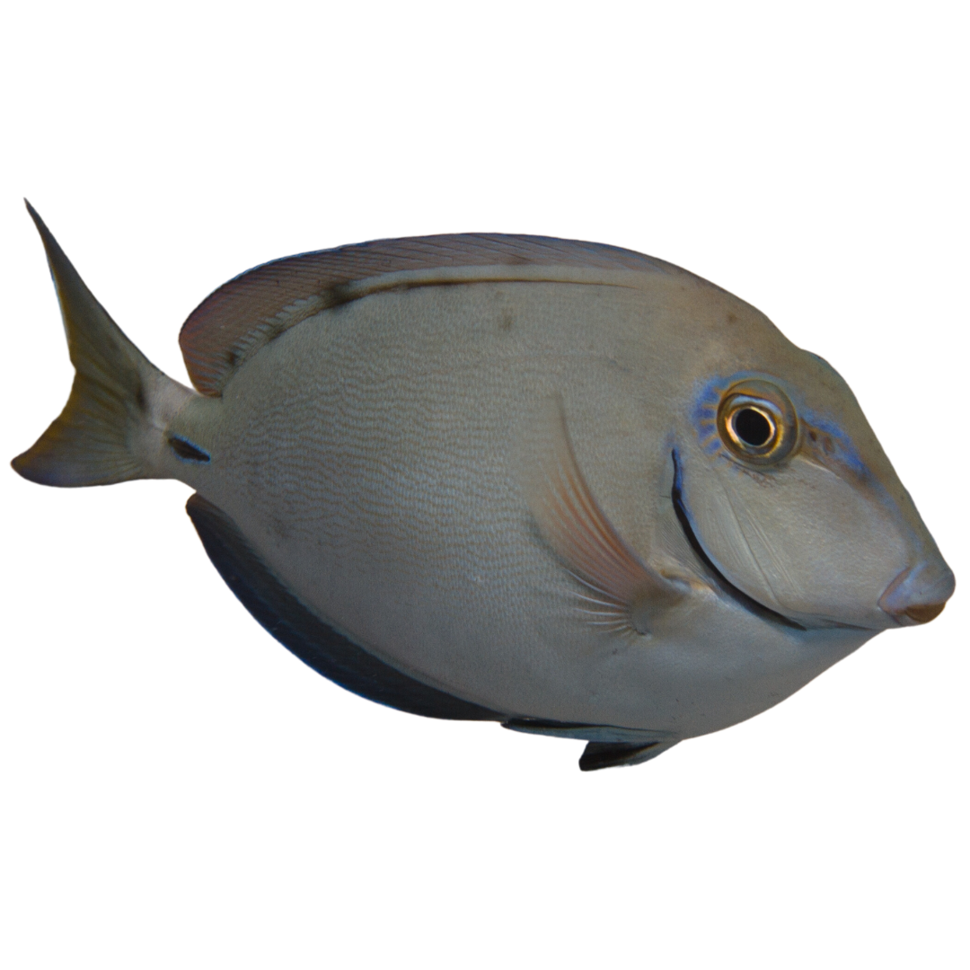 Surgeon Tang (Small 3/4" - 2.5 inch) – Foxy Saltwater Tropicals