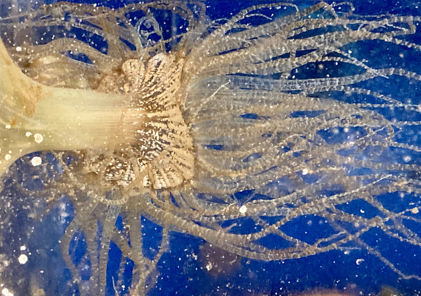 Curlique Anemone – Foxy Saltwater Tropicals