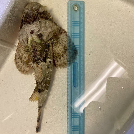 MISC. FISH – Foxy Saltwater Tropicals