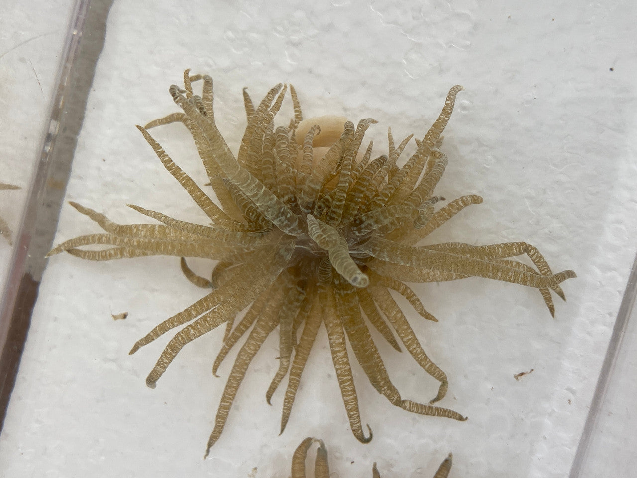 Curlique Anemone – Foxy Saltwater Tropicals