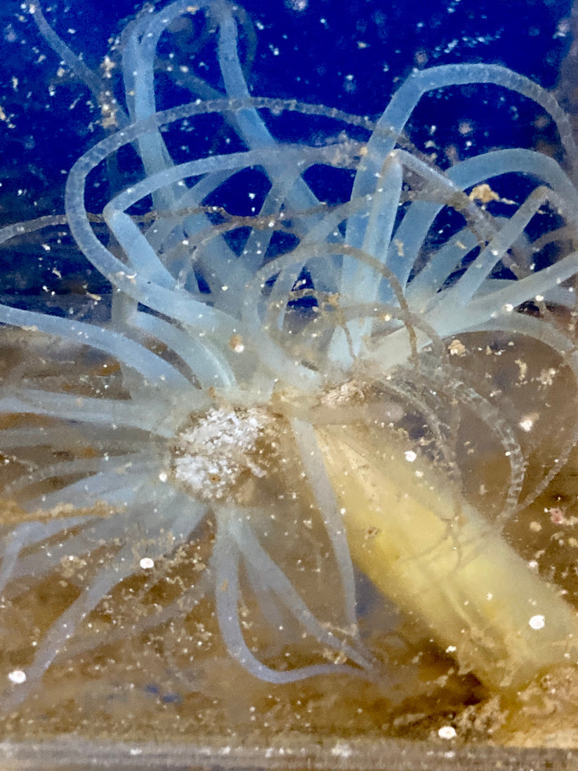 Curlique Anemone – Foxy Saltwater Tropicals