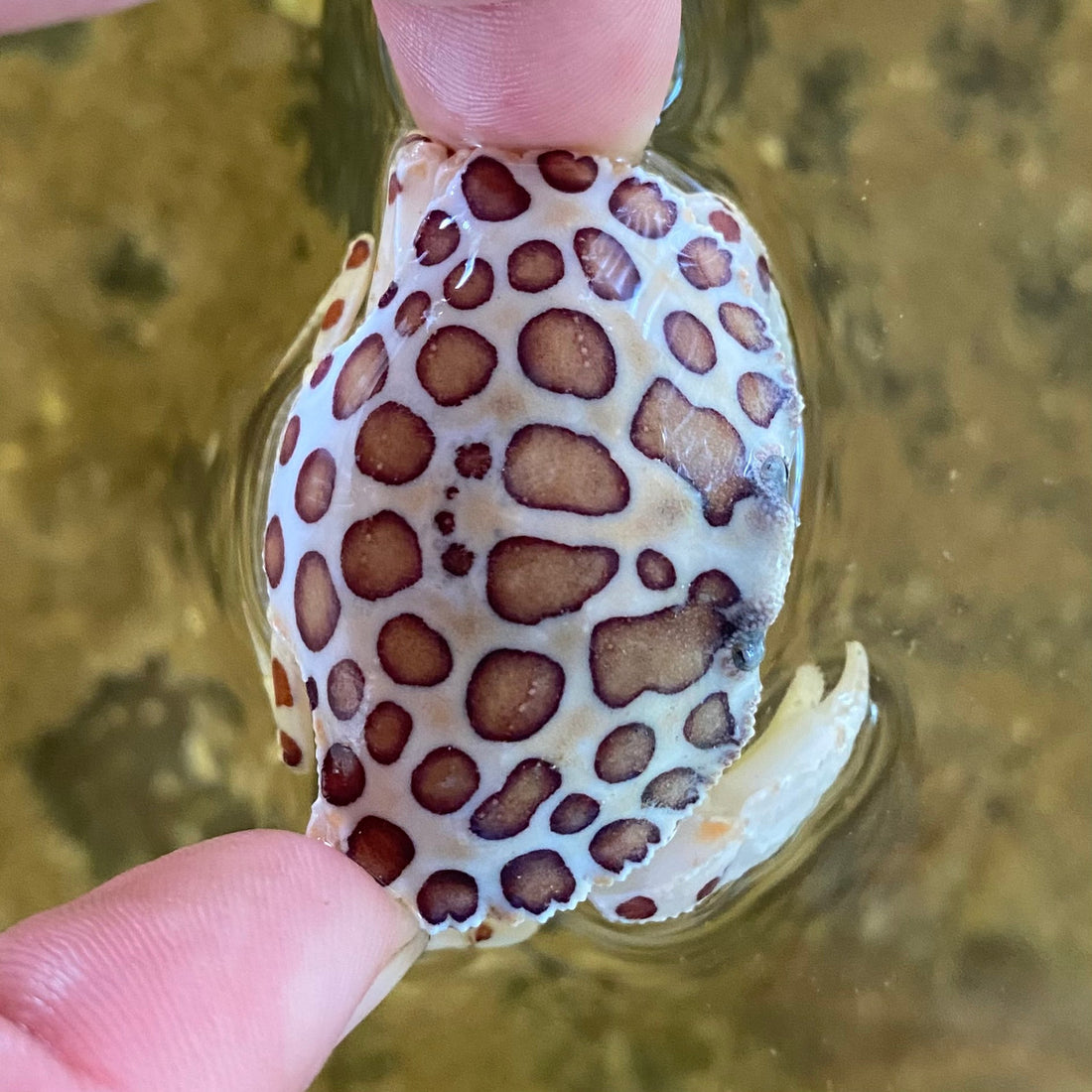 Calico Crabs (sm/md 1-2 inches) – Foxy Saltwater Tropicals