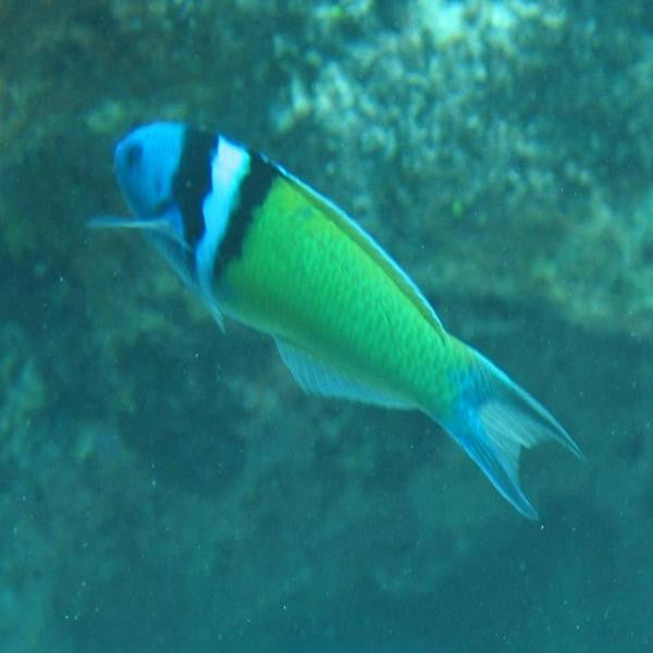Blue Head Wrasse (large) – Foxy Saltwater Tropicals