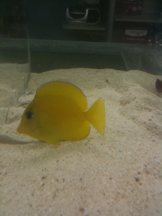 Buy Juvenile Atlantic Blue Tangs | Foxy Saltwater Tropicals