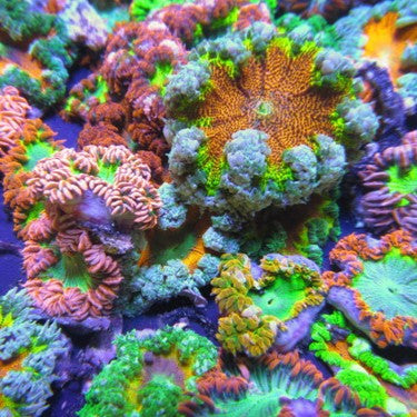 Rock Flower Anemone | Sea Anemone For Sale | Low Pricing! – Foxy ...