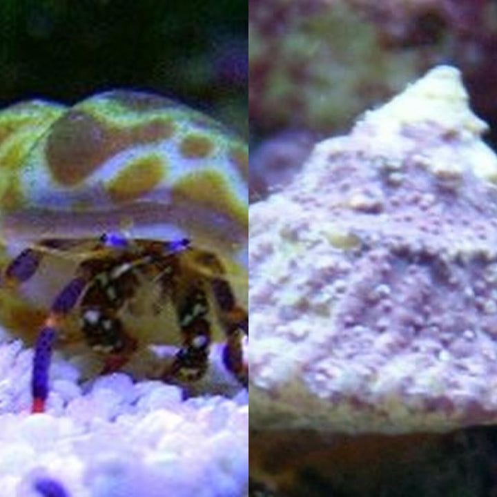 Saltwater Clean Up Crew | Reef Cleaners for Your Tank – Foxy Saltwater ...