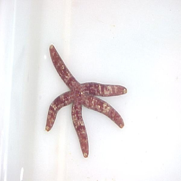 Saltwater Starfish for Sale | Live Starfish | Foxy Saltwater Tropicals