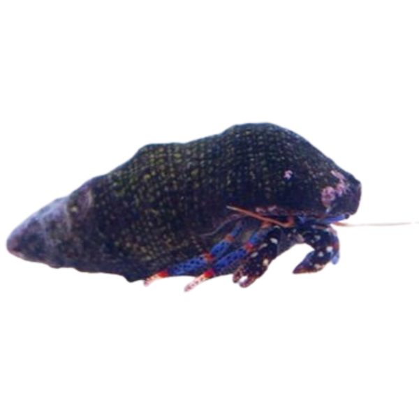 Dwarf Blue Leg Hermit Crab – Foxy Saltwater Tropicals