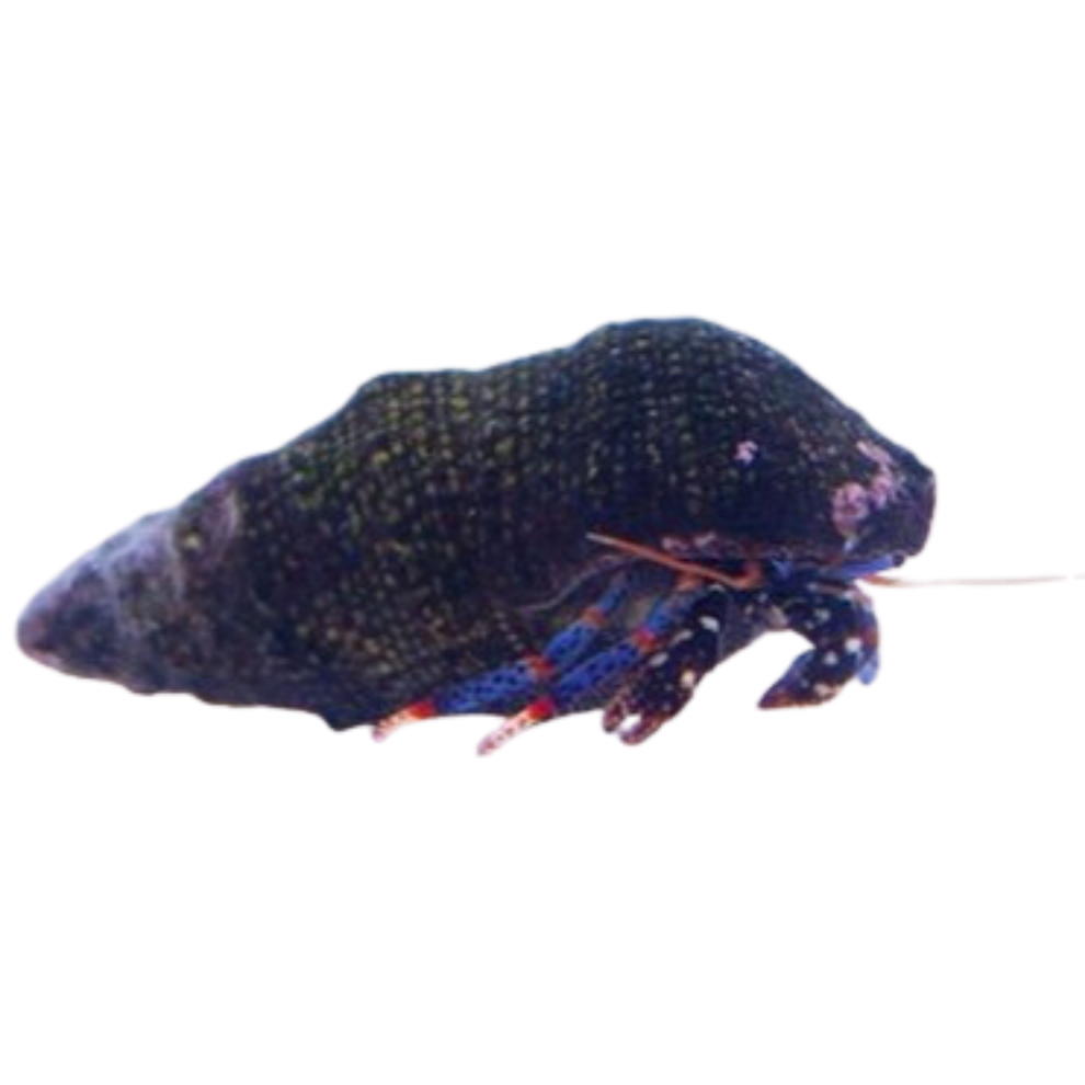 Dwarf Blue Leg Hermit Crab – Foxy Saltwater Tropicals