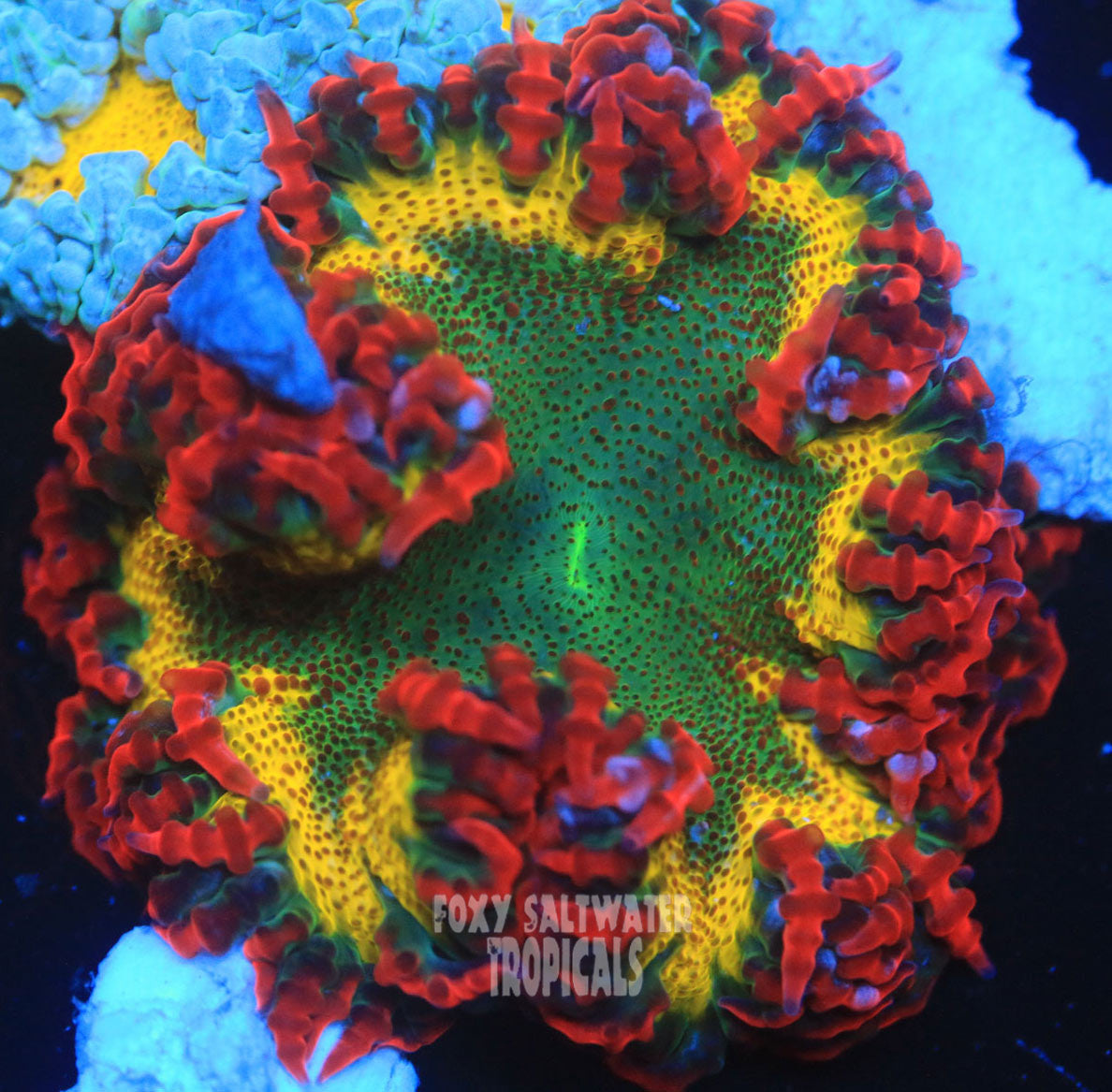 Rock Flower Anemone | Sea Anemone For Sale | Low Pricing! – Foxy ...