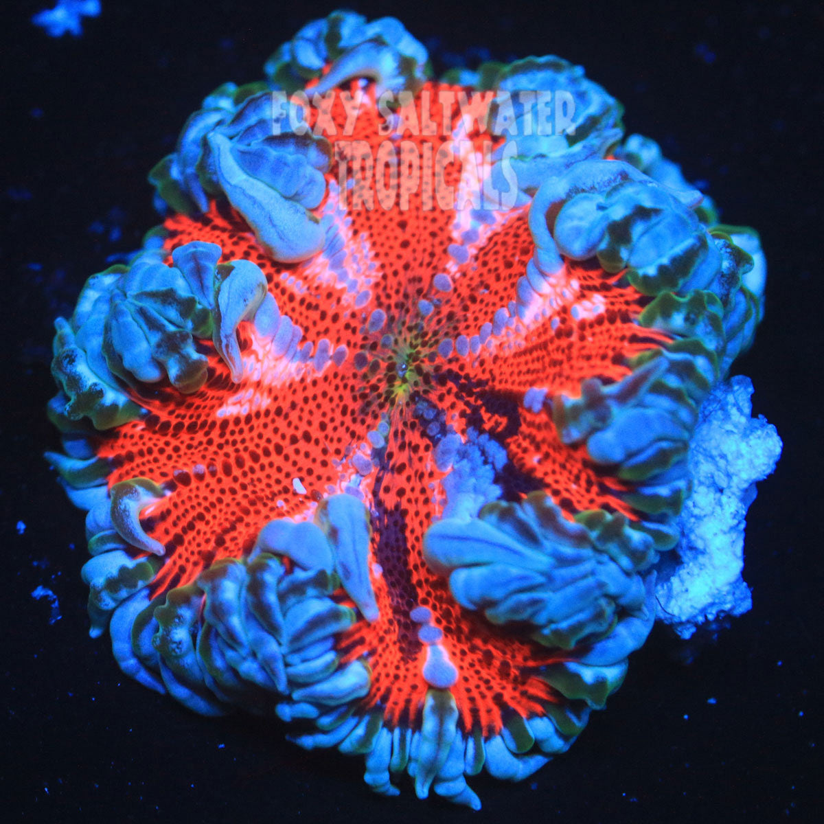 Rock Flower Anemone | Sea Anemone For Sale | Low Pricing! – Foxy ...