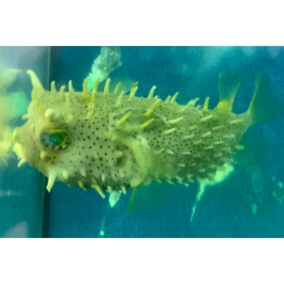 Saltwater Puffer Fish For Sale - direct from the collector – Foxy ...