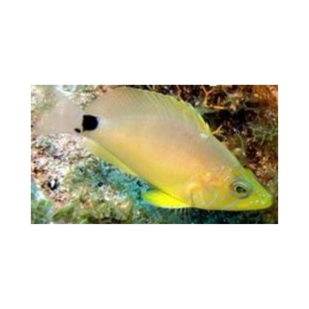 Hamlet Fish For Sale – Foxy Saltwater Tropicals