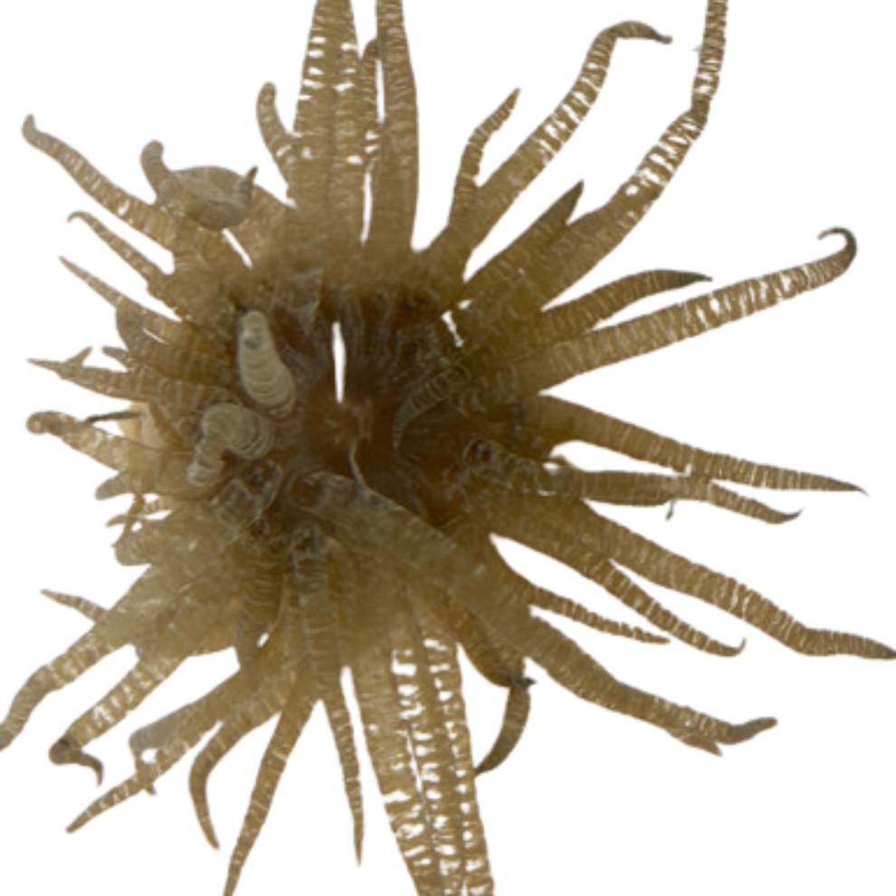 Curlique Anemone – Foxy Saltwater Tropicals