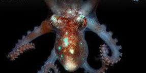Dwarf Octopus – Foxy Saltwater Tropicals