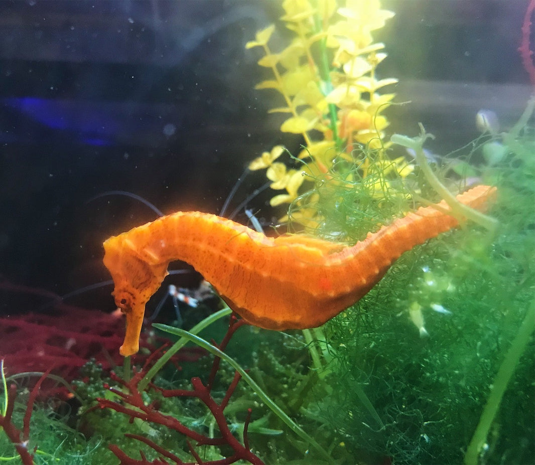Lined Seahorses – Foxy Saltwater Tropicals