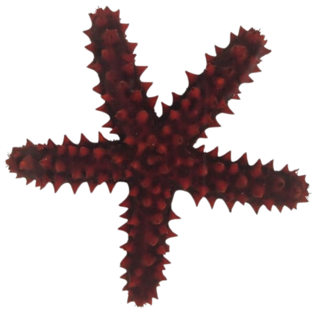 Saltwater Starfish for Sale | Live Starfish | Foxy Saltwater Tropicals