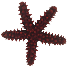 Knobby Red Starfish – Foxy Saltwater Tropicals
