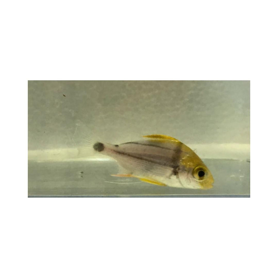 Grunt Fish For Sale – Foxy Saltwater Tropicals
