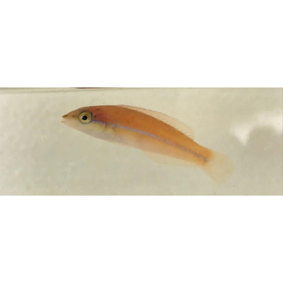 Yellowhead Wrasse (Small) – Foxy Saltwater Tropicals