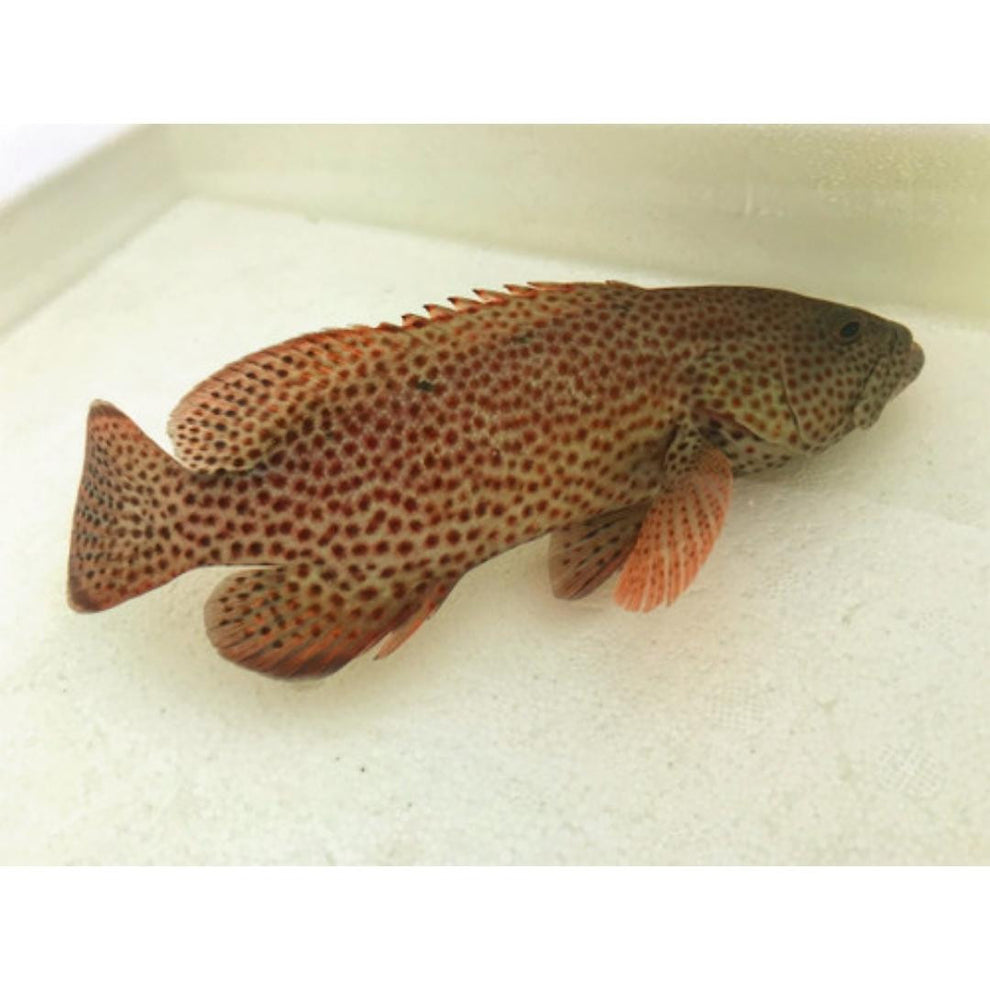 Strawberry Grouper – Foxy Saltwater Tropicals