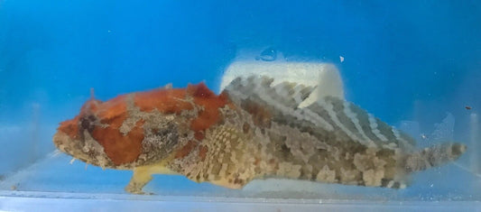 MISC. FISH – Foxy Saltwater Tropicals