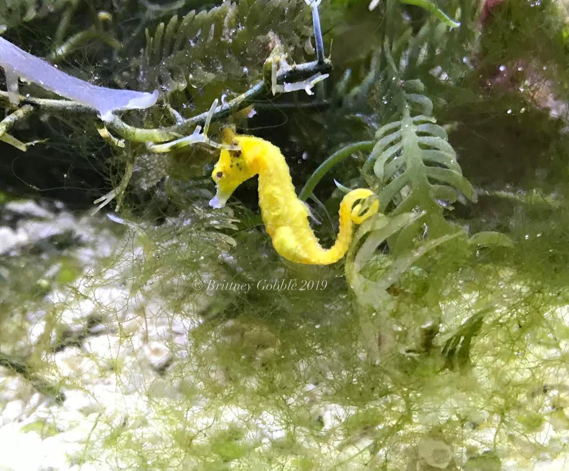 Calico Dwarf Seahorse – Foxy Saltwater Tropicals