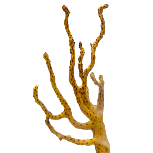 Gorgonian For Sale | Gorgonian Coral | Super Low Prices – Foxy ...